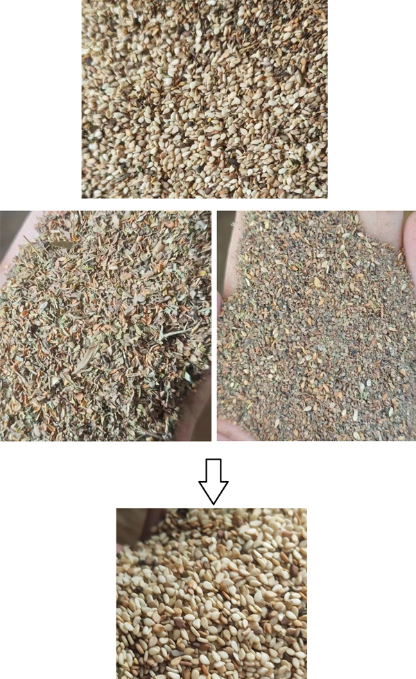 The latest sesame cleaning machine experiment - Beibu Machinery
